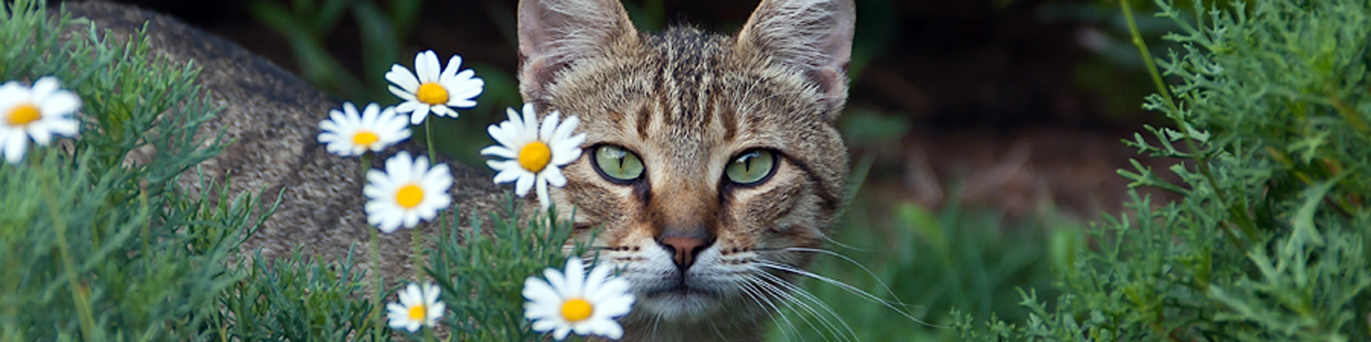 Cats - Animal Aromatherapy