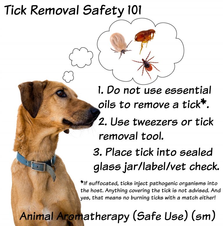 Ticks Safety 101 – Animal Aromatherapy