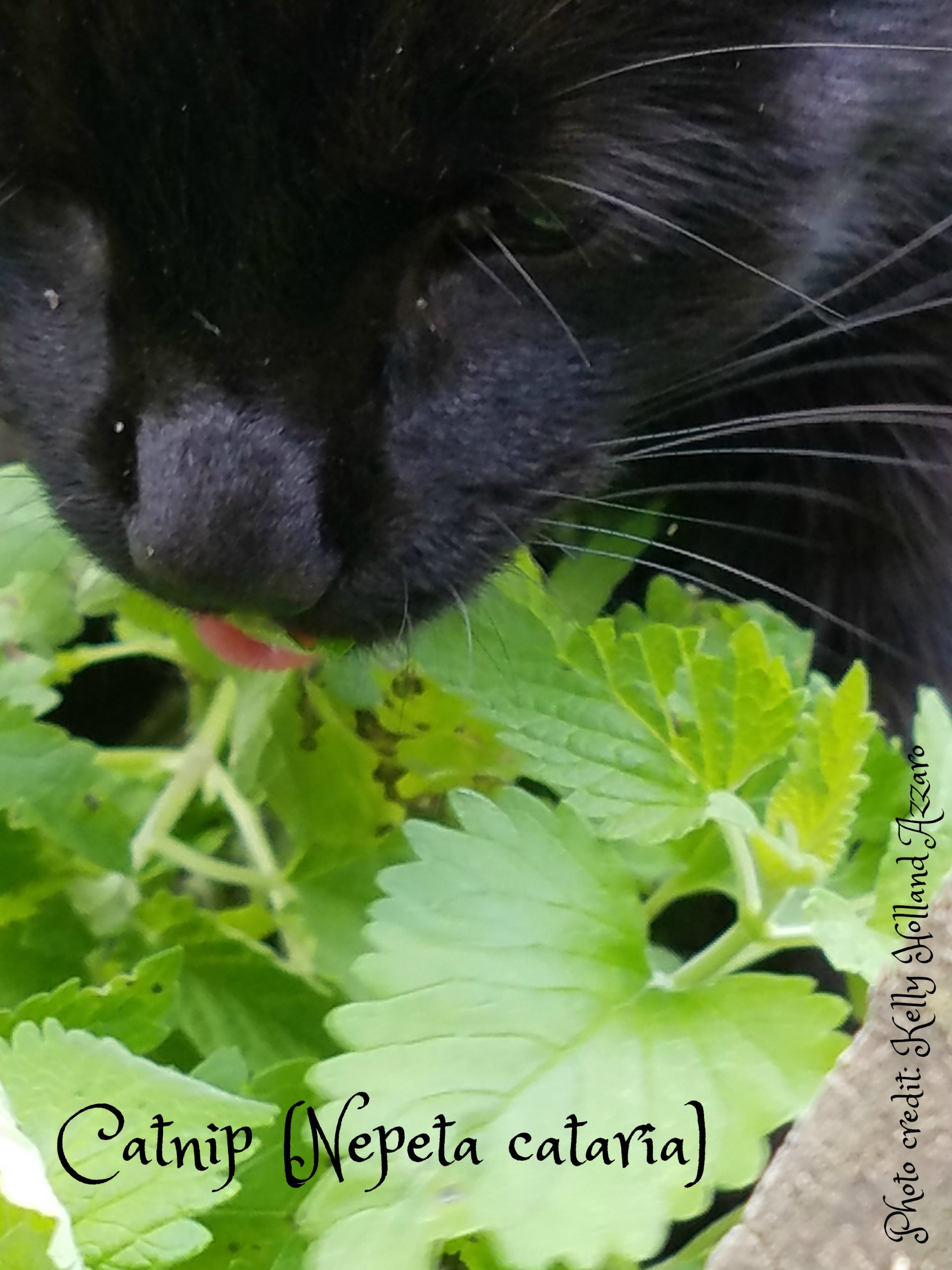 Catnip – Animal Aromatherapy