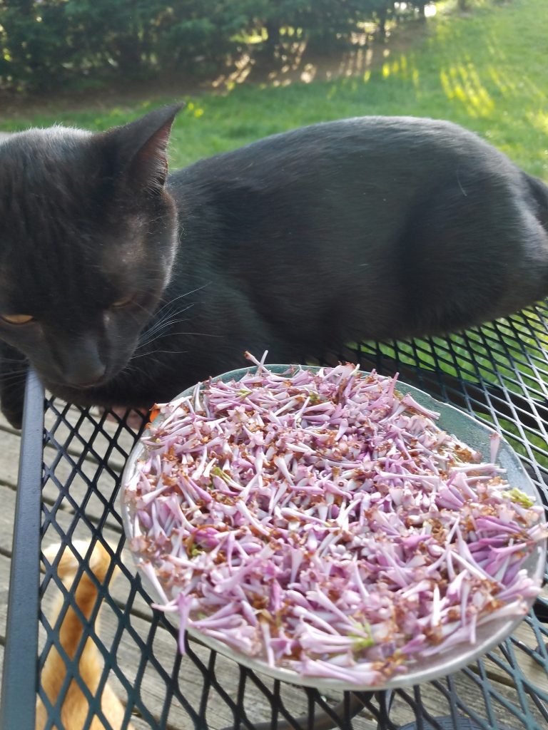 Lilac Flowers – Animal Aromatherapy